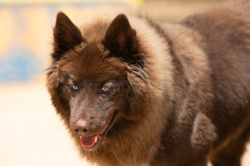 Portrait of a Brown Pomsky with Blue Eyes Playing Outdoors Stock Image ...