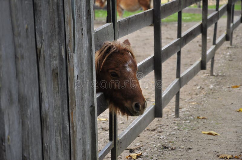 Peek-a-boo Pony Peeking through Gum Tree Leaves Au Stock Photo - Image ...