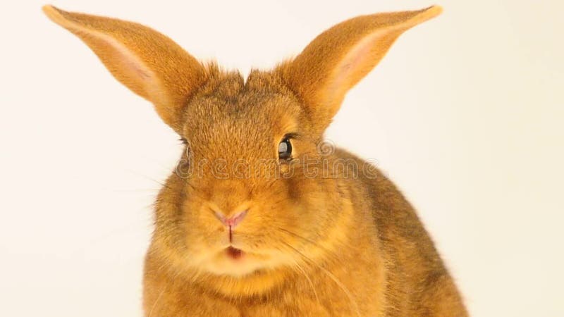 Portrait brown rabbit chew stock footage. Video of cute - 85875040