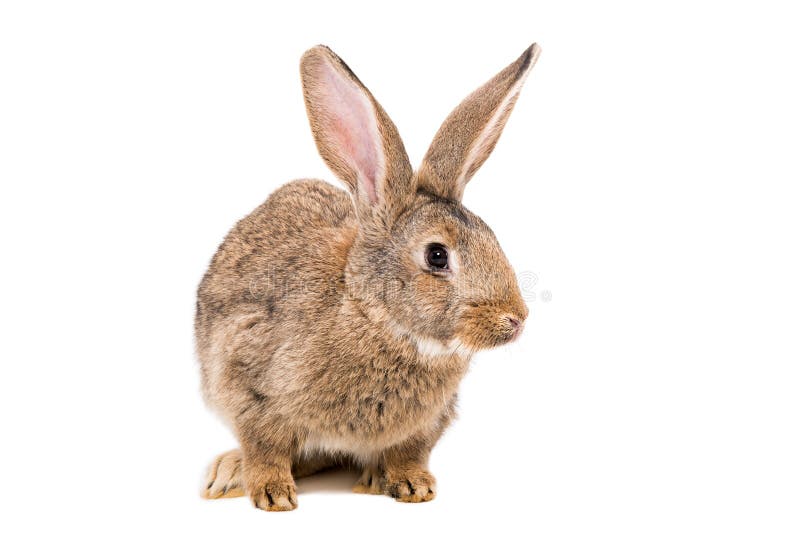 Cute little rabbit stock photo. Image of watching, tame - 11360280