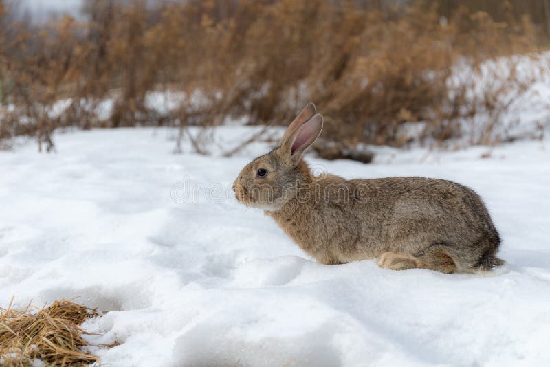 Portrait of a rabbit stock photo. Image of snow, rabbit - 112985584