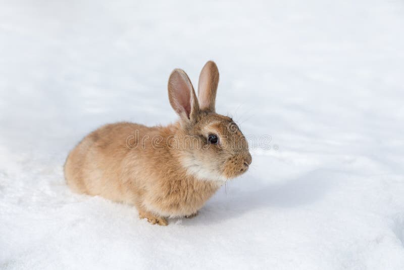 Portrait of a brown rabbit stock image. Image of white - 119032109