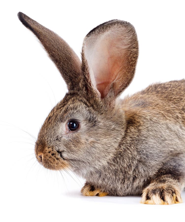Portrait of brown rabbit stock image. Image of white - 41017979