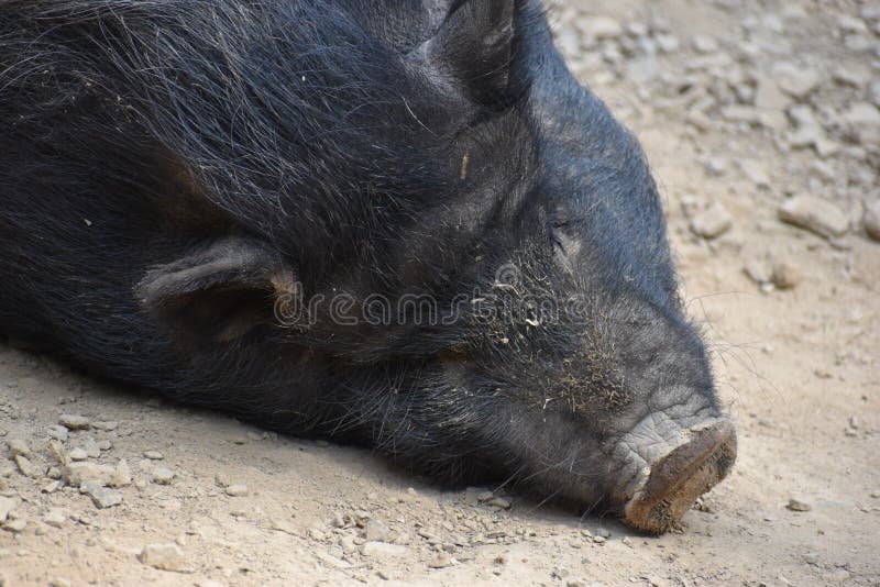 Closeup of a Brown Sleeping Big Pig in a Park in Germany Stock Image ...
