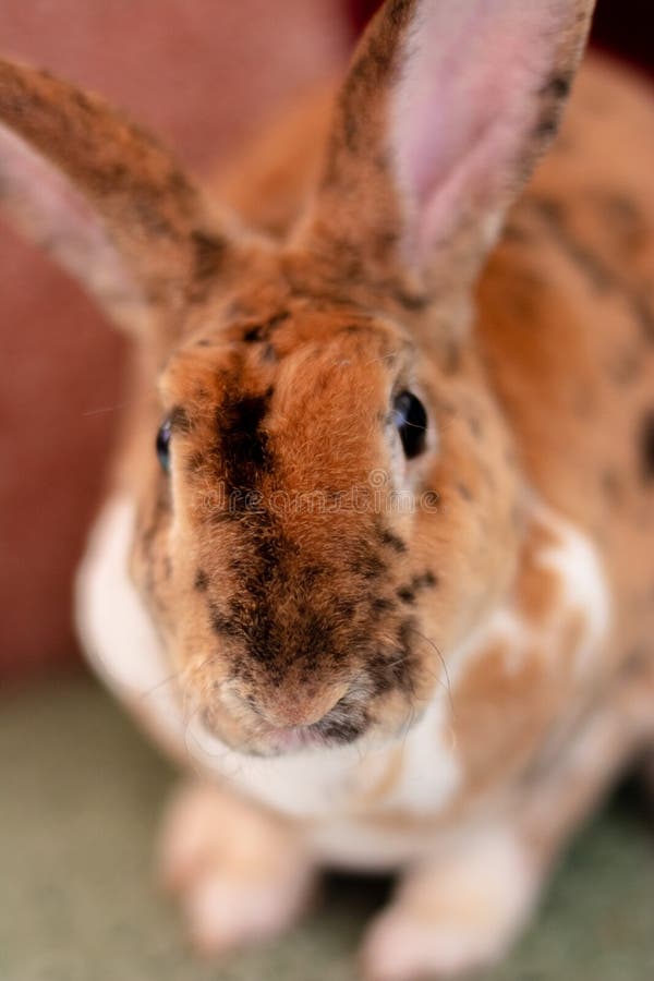 Portrait of a Brown Spotted Domestic Rabbit Stock Photo - Image of ...