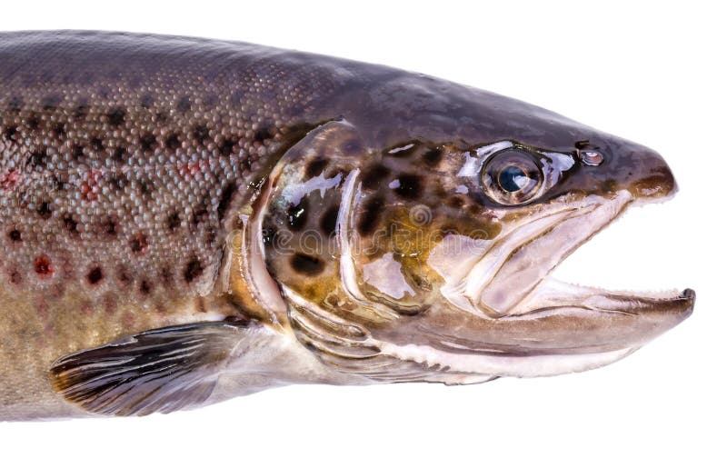 Portrait of Brown Trout Fish Stock Photo - Image of horizontal ...