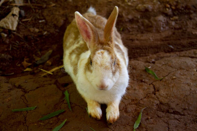 Bunny Rabbit Portrait Looking Forward Viewer Stock Photos - Free ...