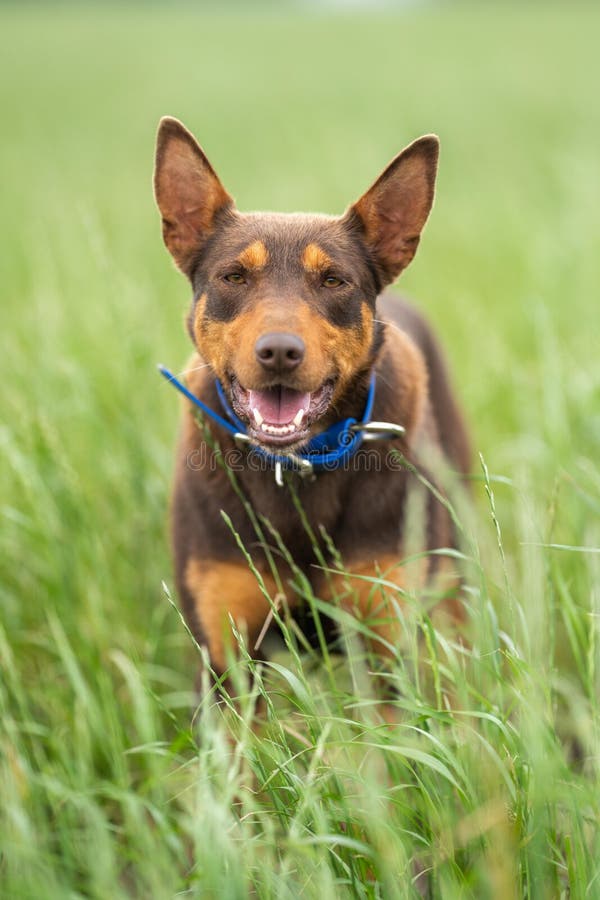 Portrait of a Brown Working Kelpie Dog Sitting in Grass on a Farm in ...