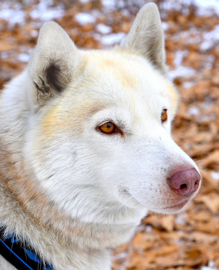 Portrait of Brown Young Siberian Husky Looking Away Stock Image - Image ...