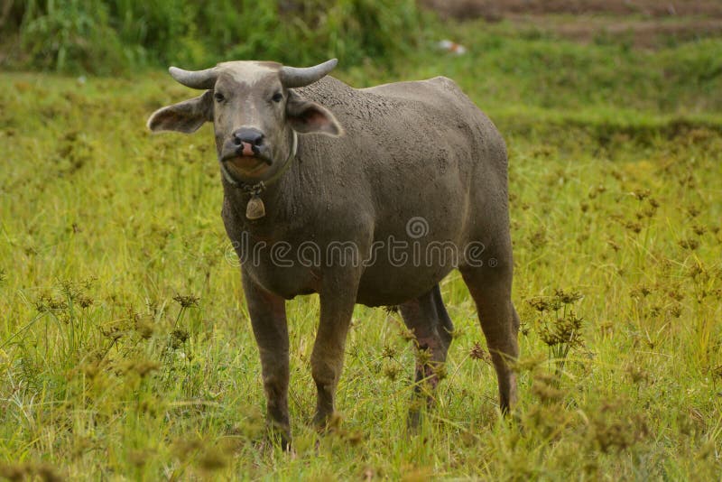 Portrait of a Buffalo Standing in the Field Stock Photo - Image of ...