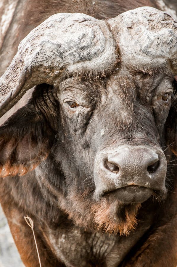 7,801 Buffalo Face Stock Photos - Free & Royalty-Free Stock Photos from ...