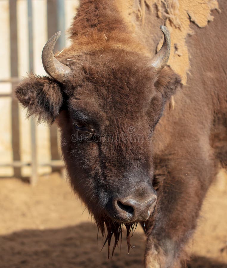 Portrait of a Buffalo in a Zoo Stock Photo - Image of family, head ...