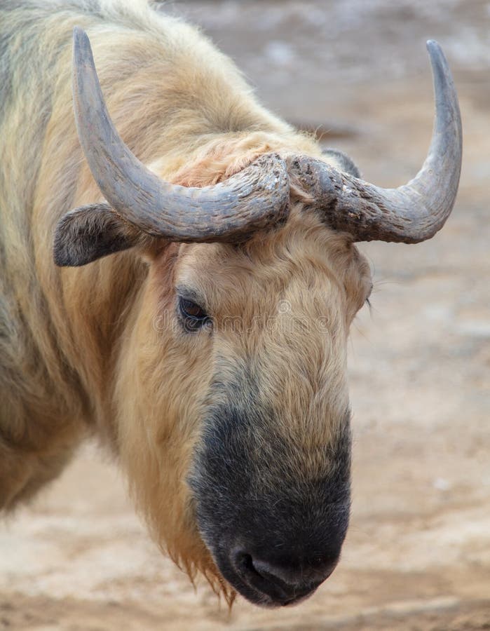 Portrait of a Buffalo in a Zoo Stock Image - Image of portrait, nature ...