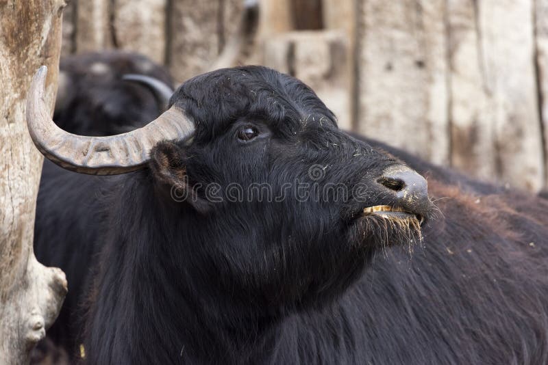 Portrait of a bull stock photo. Image of horn, farming - 296736998