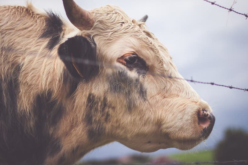 Portrait Of A Bull Picture. Image: 86004817