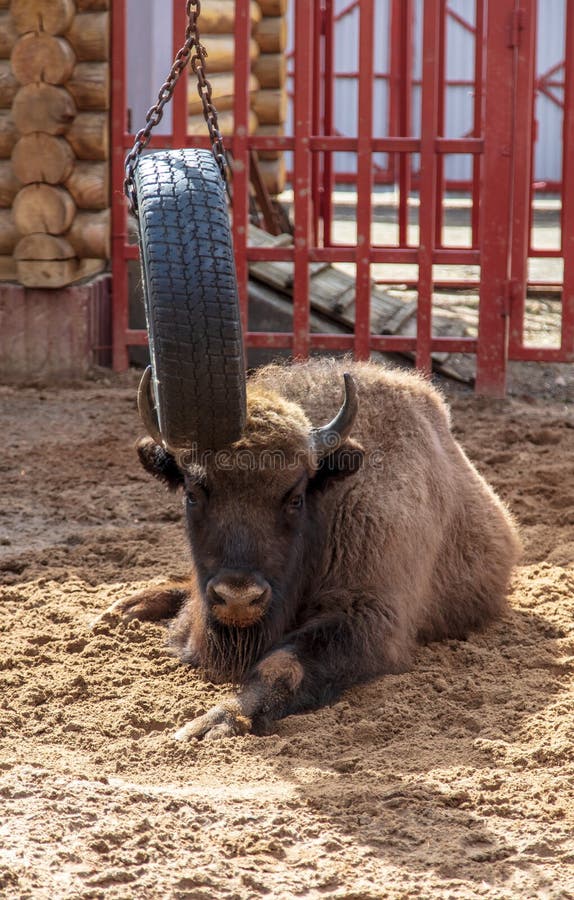 Portrait of a Bull Sitting on the Ground at the Zoo Stock Image - Image ...