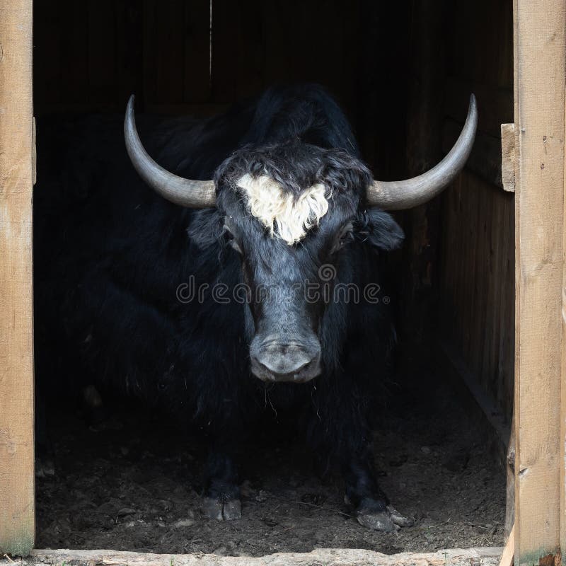 Portrait of a Bull Standing in a Paddock Stock Photo - Image of mammal ...