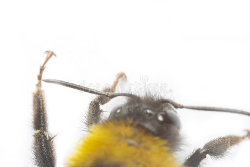 Portrait of Bumblebee on White. Ultra Macro Stock Photo - Image of ...