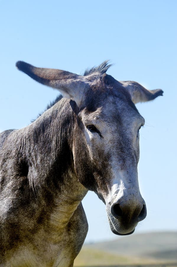 Portrait of a burro stock image. Image of donkey, burro - 31593489