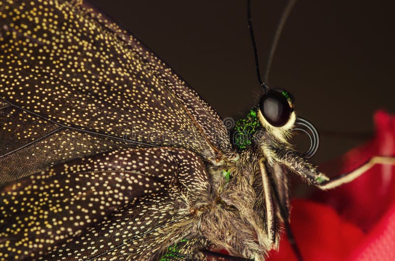 Butterfly Side View Collection Stock Image - Image of detail, single ...