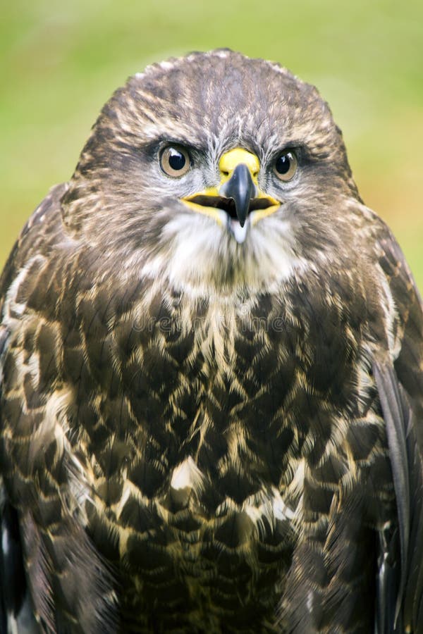 Portrait of a buzzard stock photo. Image of portrait - 34530098