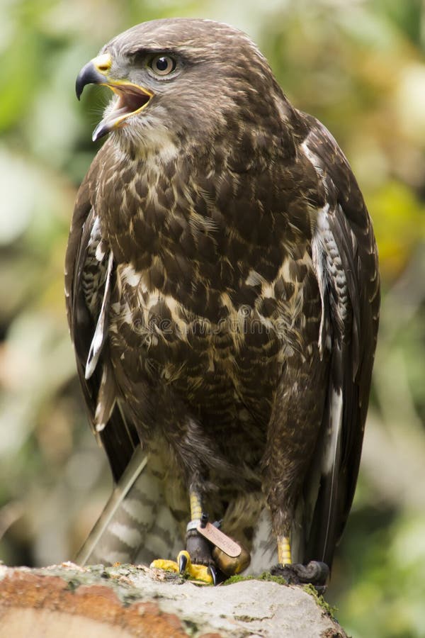 Portrait of a buzzard stock photo. Image of eyes, fierce - 34533184