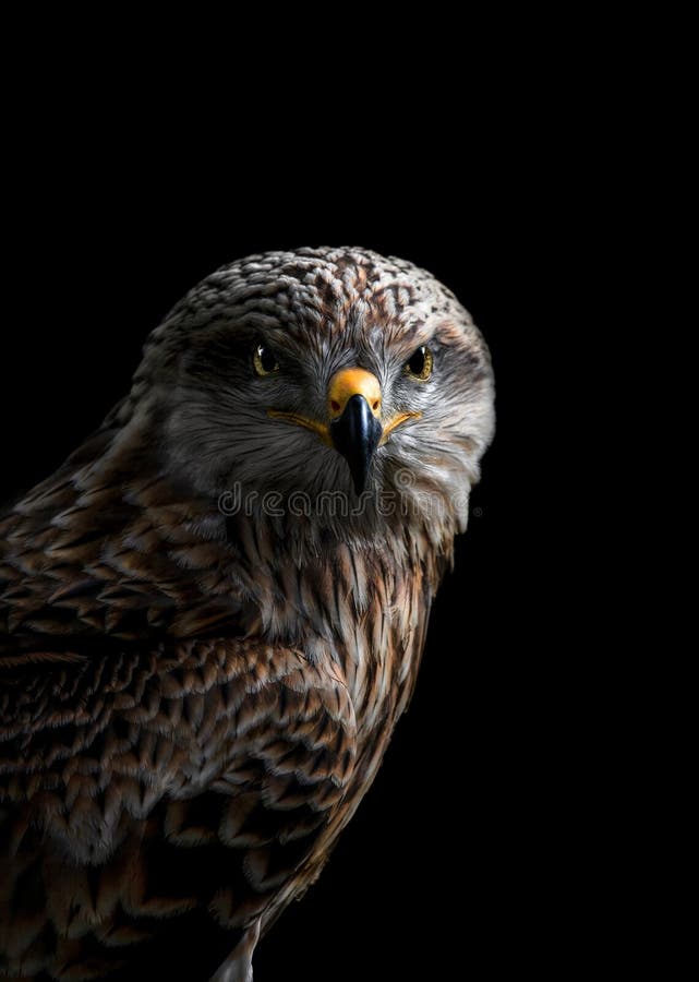 Portrait of a Buzzard Looking into the Camera Stock Photo - Image of ...