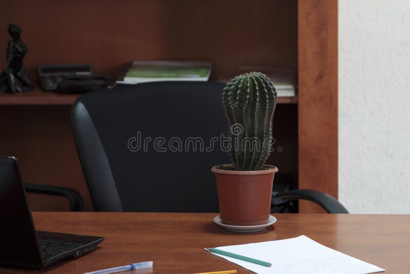 Portrait of a Cactus on the Office Table Stock Image - Image of minimal ...