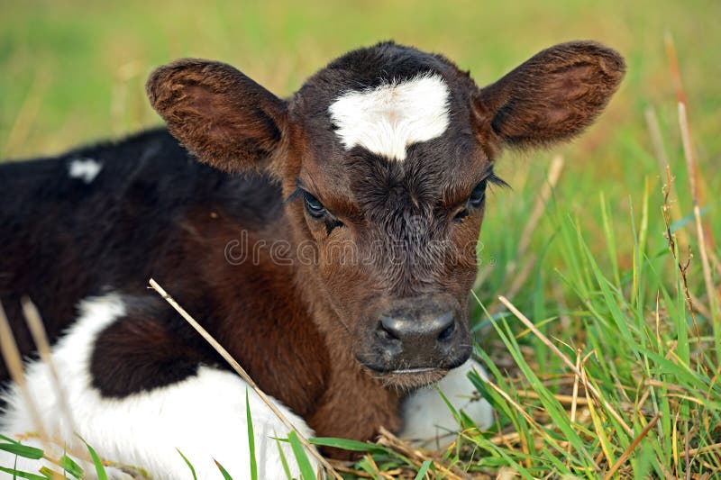 Portrait Calf stock photo. Image of farm, calf, animals - 27892166