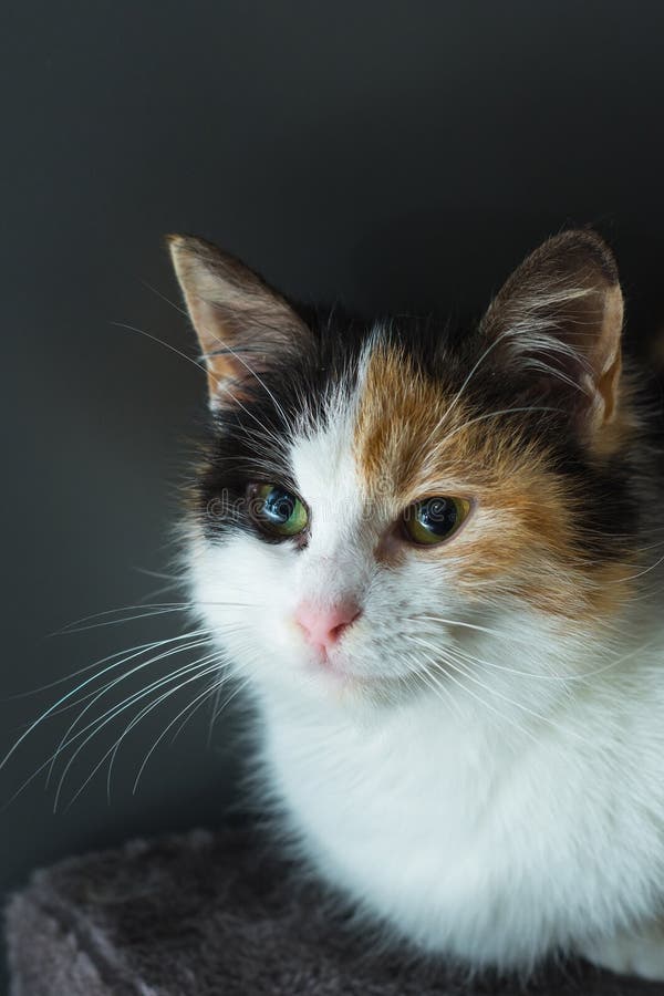 Portrait of a Calico Cat Breed Stock Photo - Image of feline, calico ...