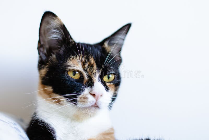 Portrait of a Calico Cat Sitting at Home with White Wall Stock Photo ...