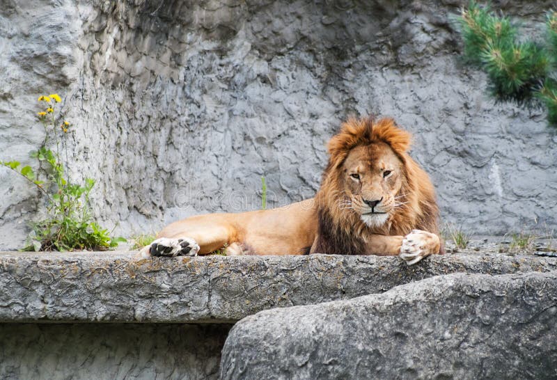 3,065 Calm Lion Stock Photos - Free & Royalty-Free Stock Photos from ...