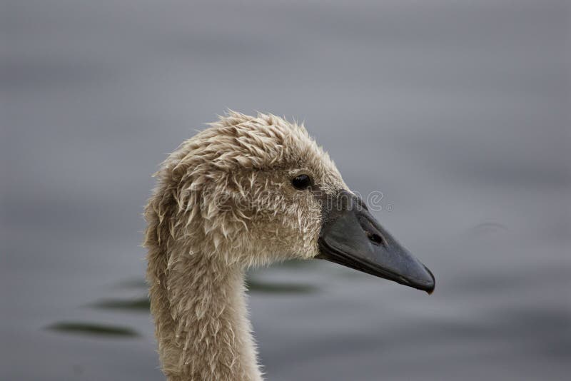 The Portrait of the Calm Swan Stock Photo - Image of confident, black ...
