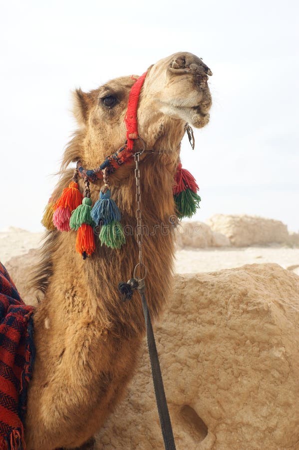 Camel life stock photo. Image of beach, camels, arab, east - 3335710