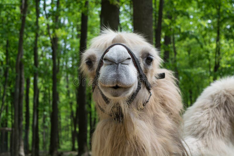 Portrait of Camel Against Green Trees Background Stock Image - Image of ...