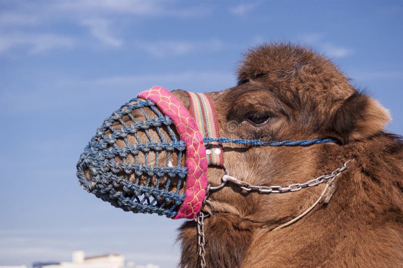 Camel with a mask stock photo. Image of trip, dromedary - 101776172