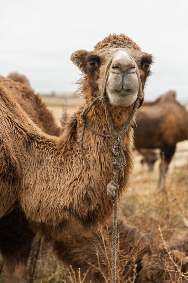 Portrait of camel stock image. Image of travel, close - 260208127