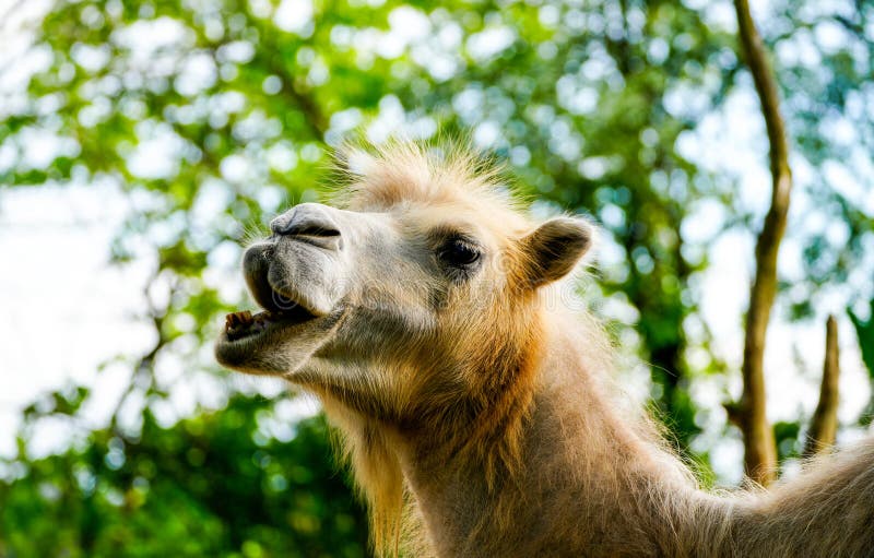 Portrait of a camel. stock photo. Image of face, mammal - 339756498