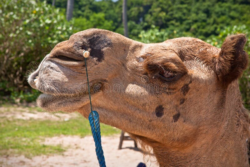 Camel Head Closeup at the Beach Side Stock Image - Image of closeup ...