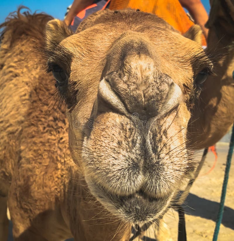 Portrait of Camel in the Desert. Close Up. Stock Image - Image of arab ...