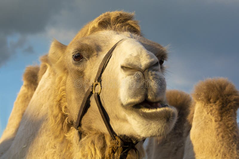 Portrait of a Camel. the Camel is Looking at the Camera and Chewing ...