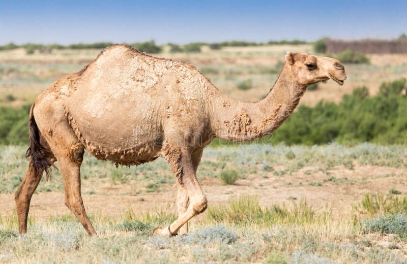 Portrait of a Camel in Nature Stock Image - Image of camel, wildlife ...