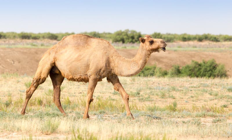 Portrait of a Camel in Nature Stock Photo - Image of travel, nature ...