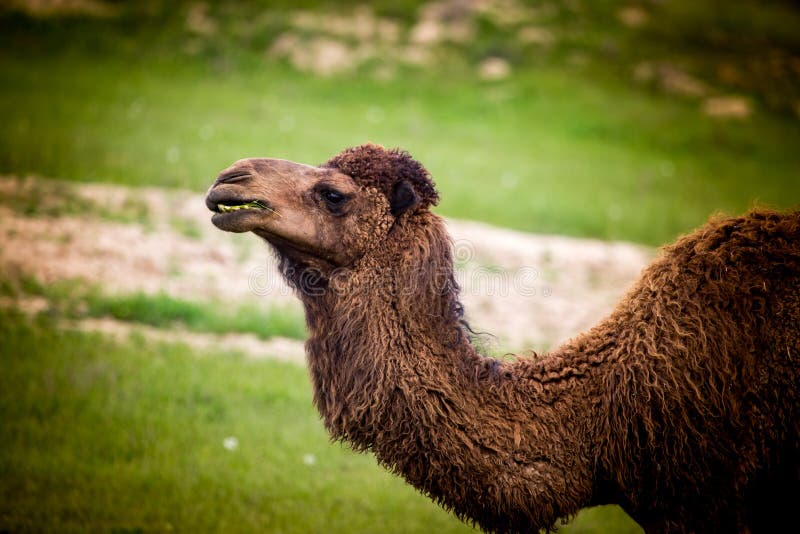 2,005 Camel Spring Stock Photos - Free & Royalty-Free Stock Photos from ...