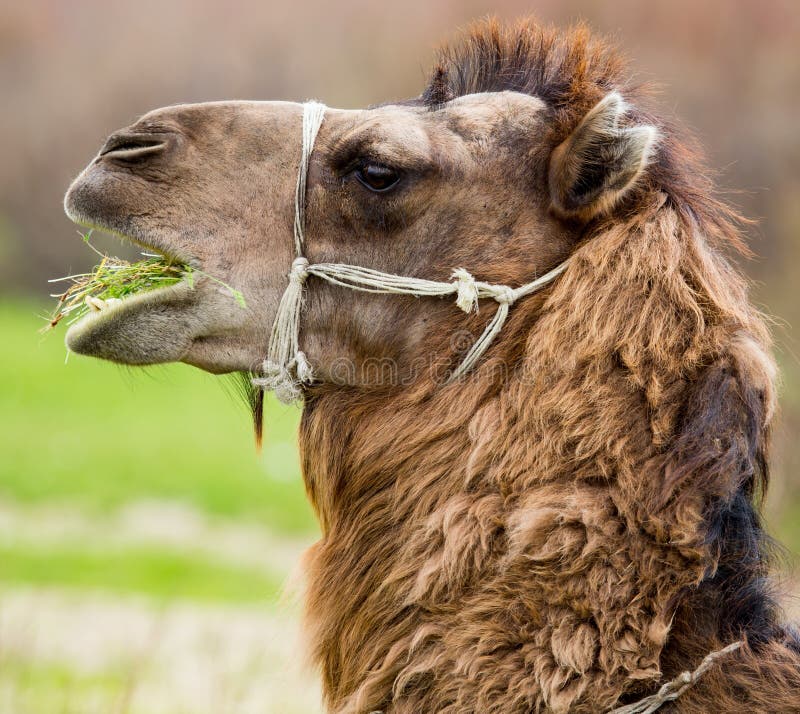 Portrait of Camel on Nature in Spring Stock Image - Image of portrait ...