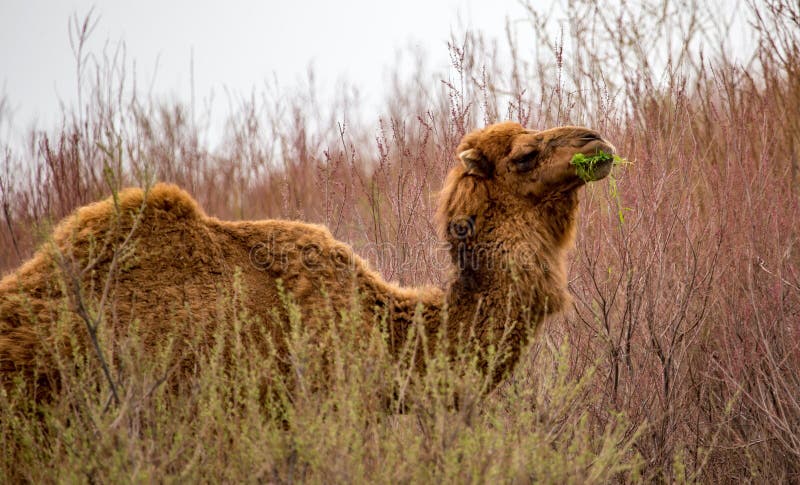 Portrait of Camel on Nature in Spring Stock Image - Image of muzzle ...