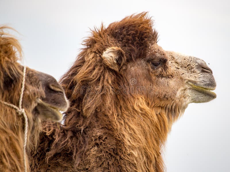 Portrait of Camel on Nature in Spring Stock Image - Image of natural ...