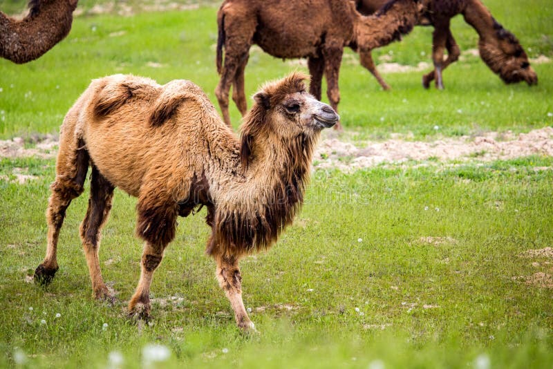 Portrait of Camel on Nature in Spring Stock Image - Image of yellow ...