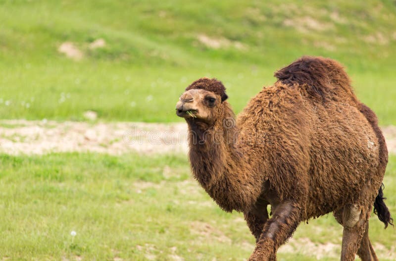 Portrait of Camel on Nature in Spring Stock Image - Image of white ...