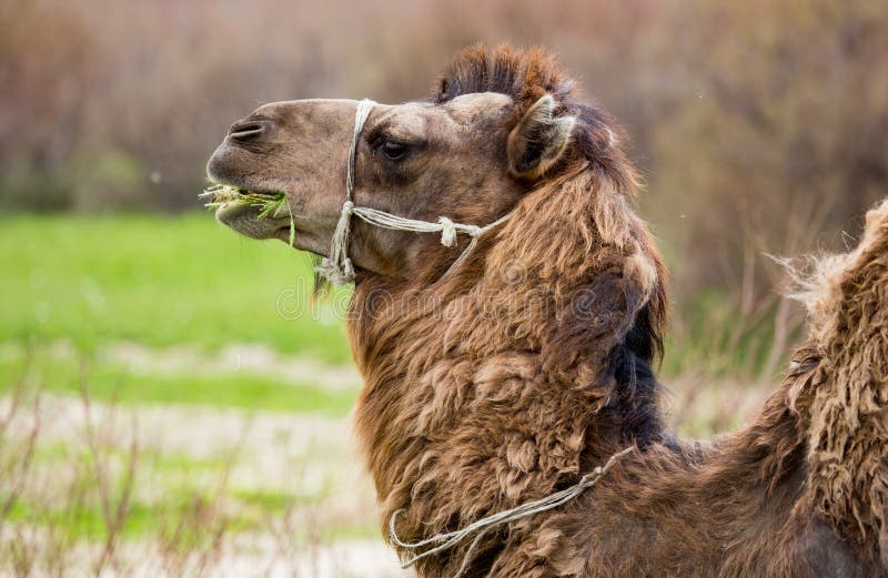 Portrait of Camel on Nature in Spring Stock Photo - Image of mammal ...